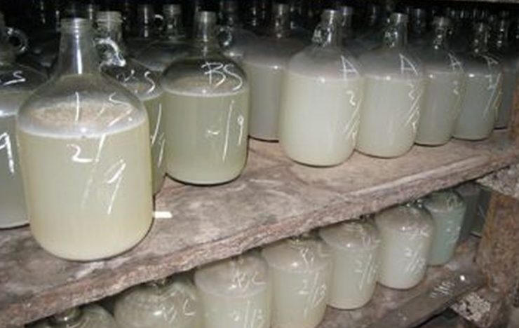 フィリピン人のSOUL DRINK「Tuba」でTagay! | 【セブ国際ボランティア】NPO法人 DAREDEMO HERO